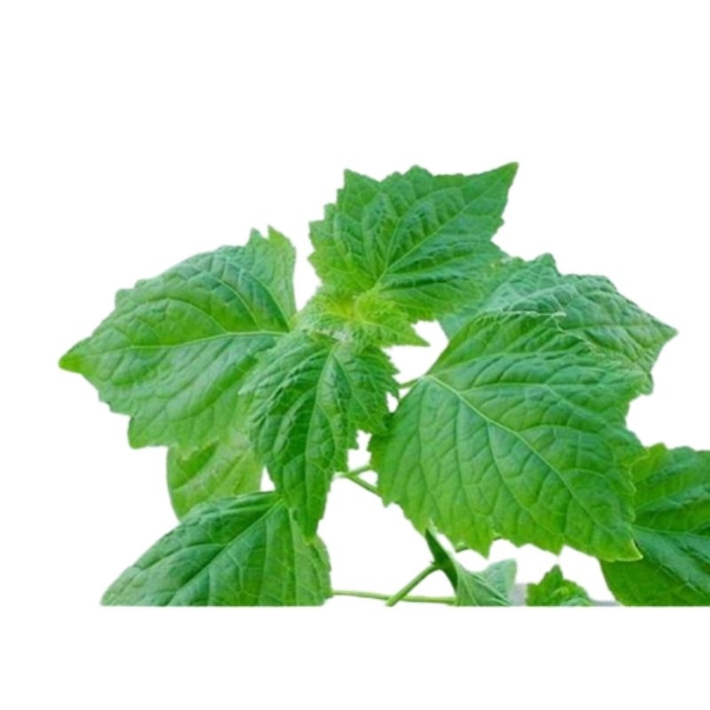 Jual Daun nilam atau dilem segar 500gram siap petik | Shopee Indonesia