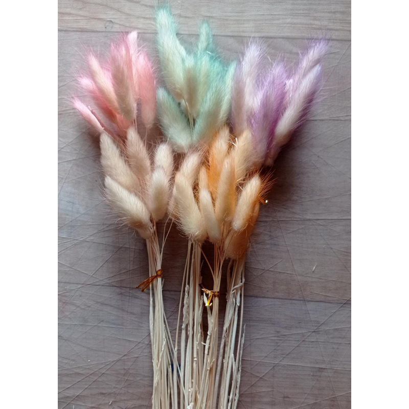 Jual Bunga Lagurus Bunny Tail Mix Colour 10 Tangkai | Shopee Indonesia