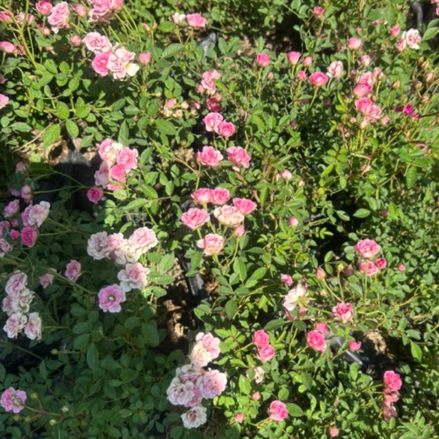 Jual Tanaman Bunga Baby Rose / Bunga Mawar / Bunga Mawar Mini (REAL ...