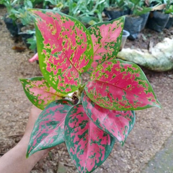 Jual Tanaman Hias Aglo Dud Anjamani - Bunga Aglonema | Shopee Indonesia