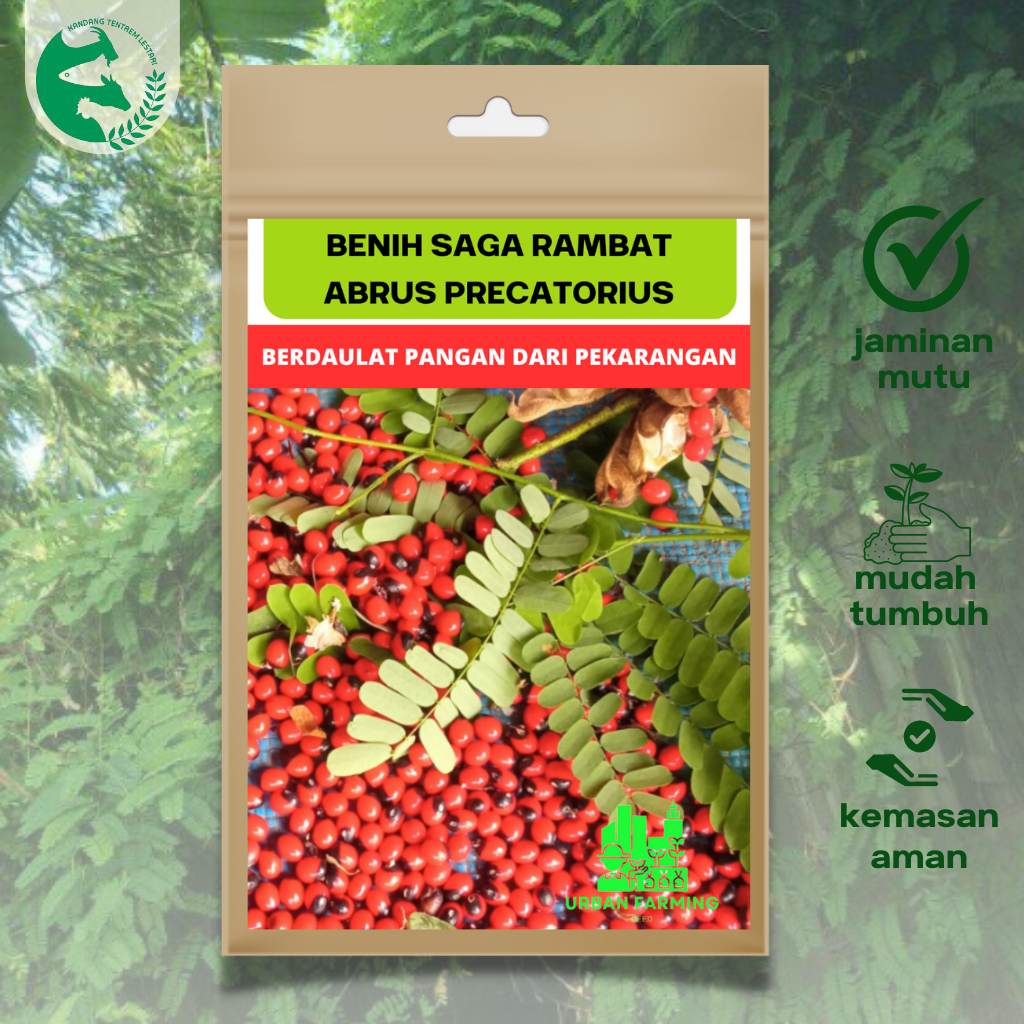 Jual Benih Saga Rambat 50 Gram Urban Farming Unggul Mudah Tumbuh ...