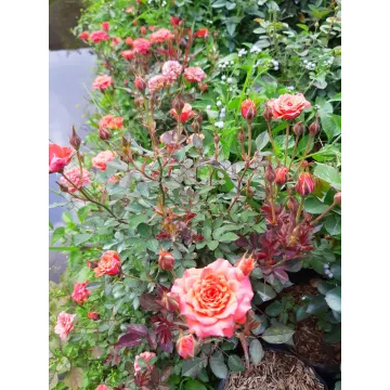 Jual Tanaman Hias Bunga Mawar Import Minion Tumpuk Orange / White | Shopee Indonesia