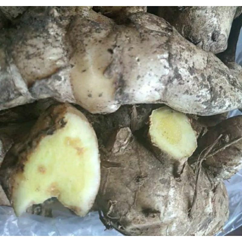 Jual RIMPANG TEMU MANGGA PAUH SEGAR kg | Shopee Indonesia