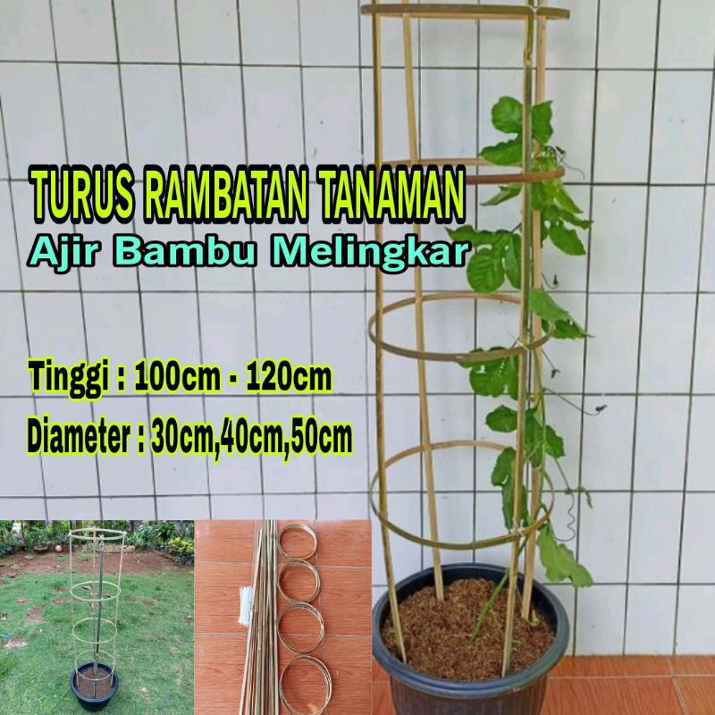 Jual Turus Rambatan Tanaman/Ajir Bambu Melingkar/Tiang Ring Bambu ...