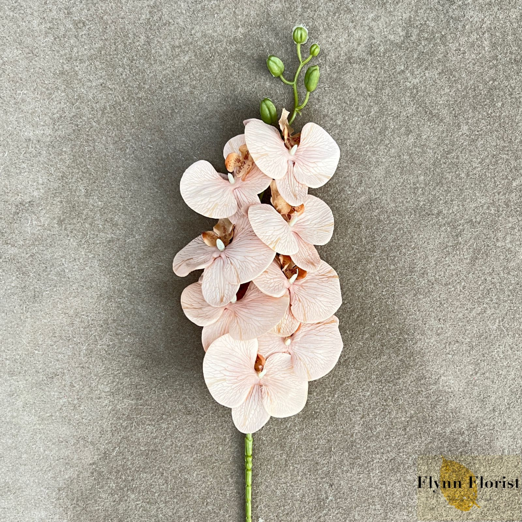 Jual Bunga Anggrek Besar Premium Lukis (Satuan ) Bunga Anggrek Bulan ...