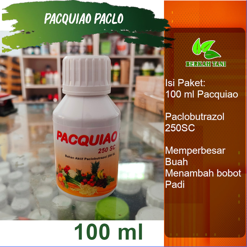 Jual Pacquiao Paklo 100 ml Paclobutrazol Hormon Pembuahan Mangga ...