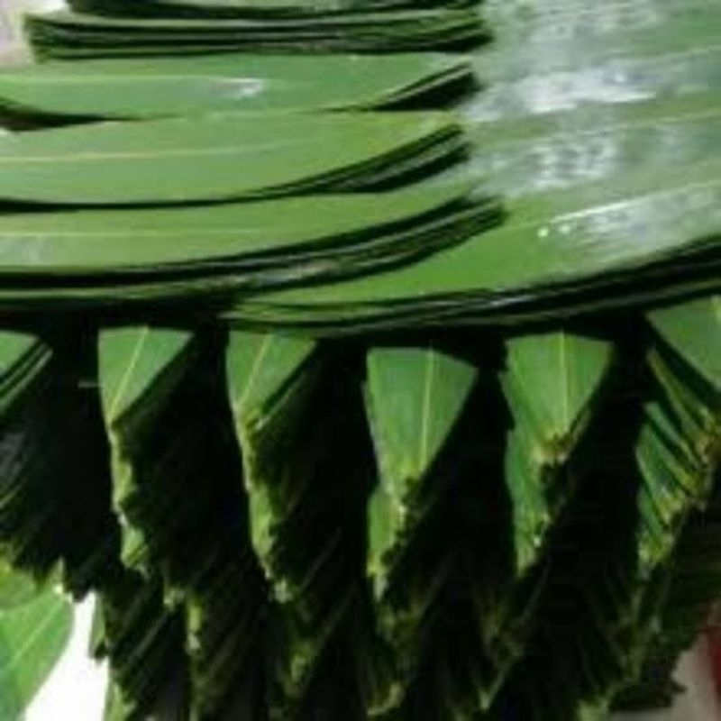 Jual Daun Bambu/Daun Bacang/Daun Bakcang | Shopee Indonesia