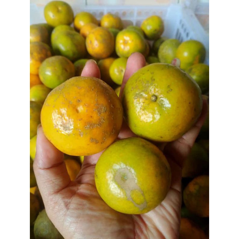 Jual jeruk siyem bali | Shopee Indonesia