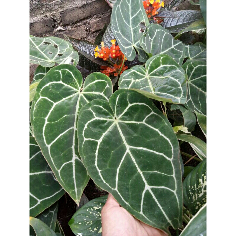 Jual (Ukuran Kecil) Anthurium Kuping Gajah | Shopee Indonesia