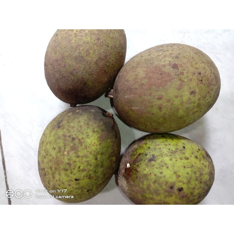 Jual BUAH BACANG ATAU BUAH LIMUS SEGAR PER 1 KG | Shopee Indonesia