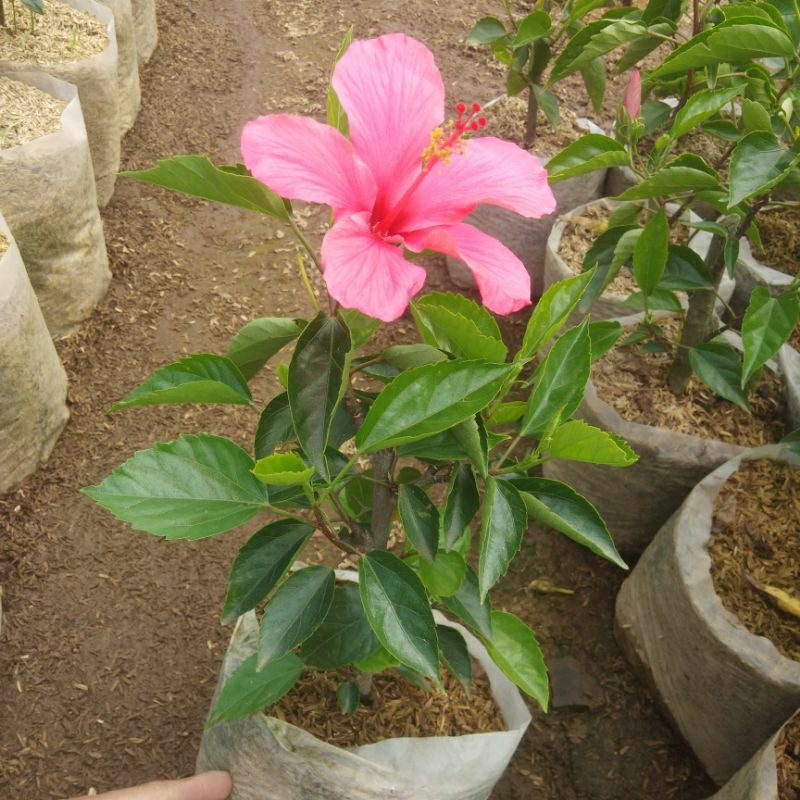 Jual kembang sepatu bunga pink tanaman hias Hibiscus rosa-sinensis ...