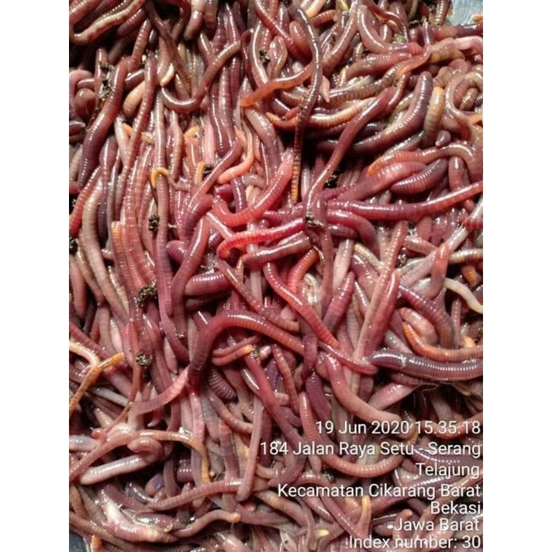 Jual CACING LUMBRICUS KOSMETIK 500 GRAM | CACING KOSMETIK CACING MACAN ...