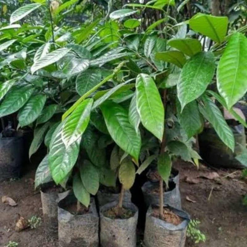 Jual Bibit tanaman pohon pala tinggi 30-40cm | Shopee Indonesia