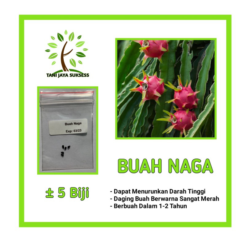 Jual 5 Benih Buah Naga Benih Buah Naga Unggul Berkualitas | Shopee ...