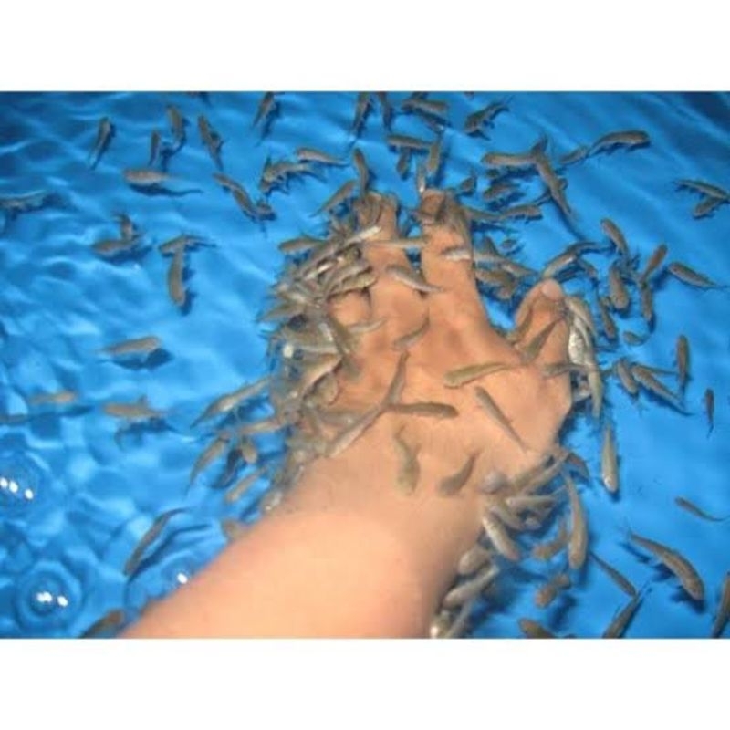 Jual ikan terapi garra rufa (500 ekor) | Shopee Indonesia