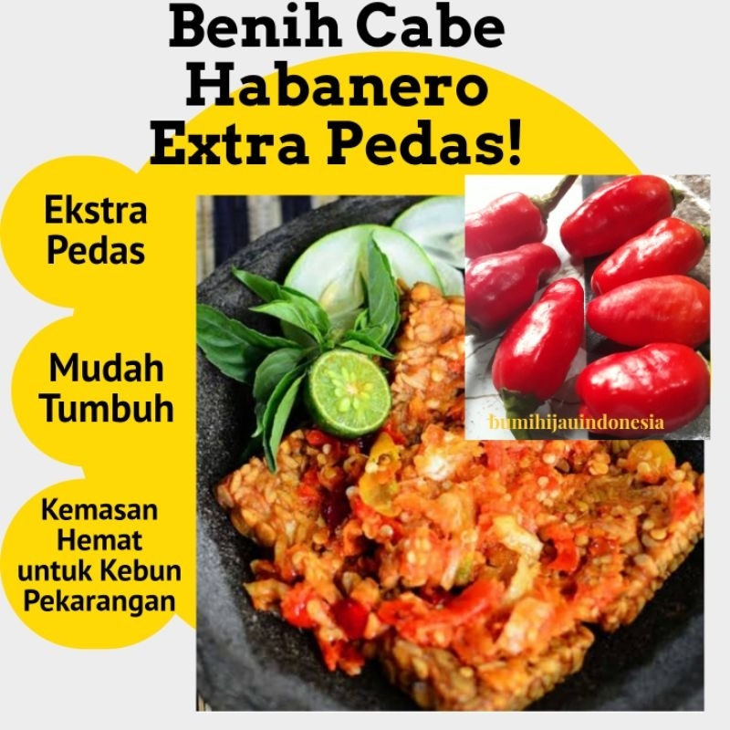 Jual Benih Cabe Habanero Gendot Gendol Bendot Ekstra Pedas | Shopee ...