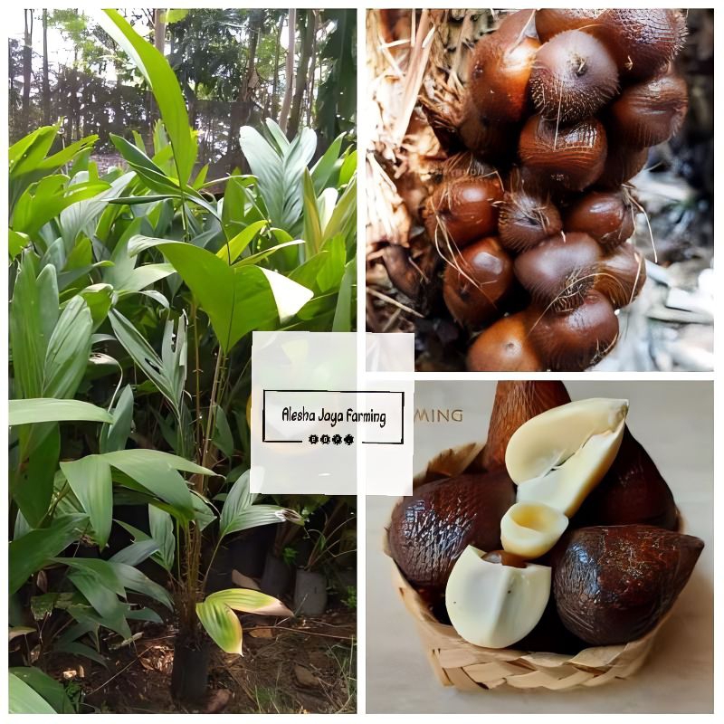 Jual Bibit pohon Salak Pondoh Berkualitas | Shopee Indonesia