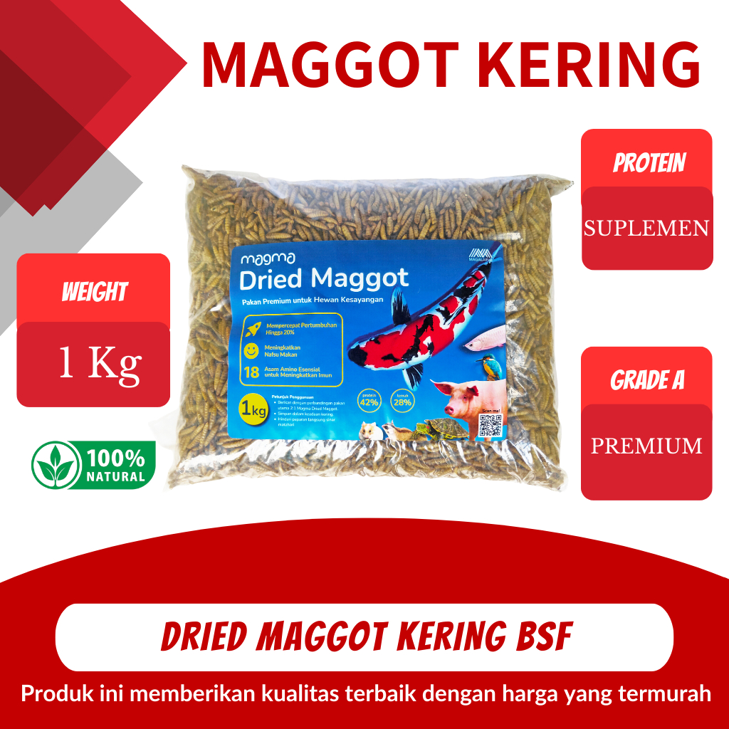 Jual 𝐌𝐀𝐆𝐆𝐎𝐓 𝐊𝐄𝐑𝐈𝐍𝐆 𝟏 𝐊𝐆 𝐆𝐑𝐀𝐃𝐄 𝐀+ 𝐏𝐑𝐄𝐌𝐈𝐔𝐌 𝐌𝐀𝐆𝐎𝐓 𝐏𝐀𝐊𝐀𝐍 𝐊𝐎𝐈 𝐂𝐇𝐀𝐍𝐀 𝐂𝐀𝐍𝐀 ...