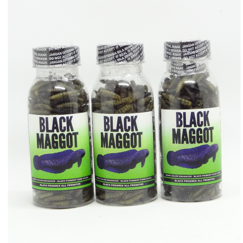 Jual Black Maggot Untuk Asiatica ws / Maru Kemasan Botol 100ml | Shopee ...