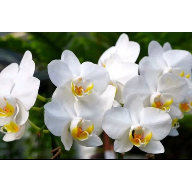 Jual Anggrek Bulan Putih | Shopee Indonesia