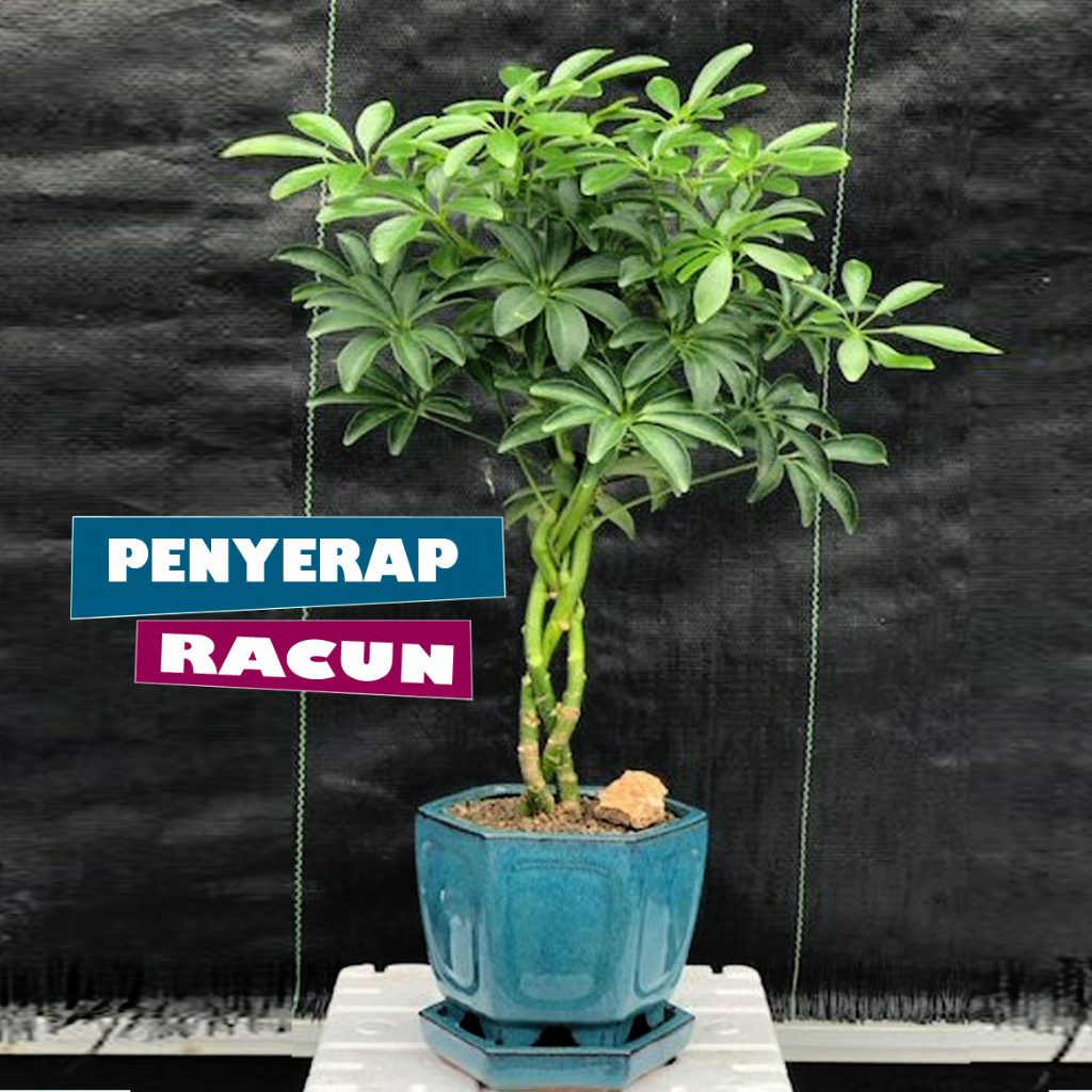Jual Tanaman hias Hawaiian Umbrella (Arboricola Schefflera 'Luseanne) Walisongo daun hijau ...
