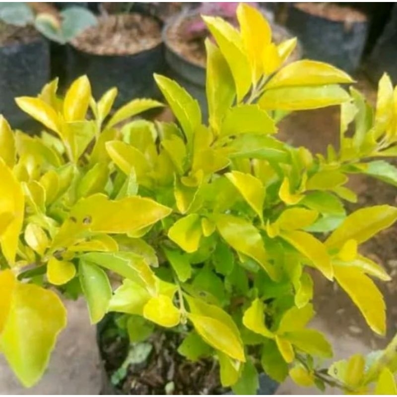 Jual Tanaman Hias Pangkas kuning / tanaman penitian kuning / tanaman ...