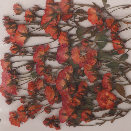 Jual CERITA RESIN - Bunga Kering Small Roses Dried Flower for Resin Art ...