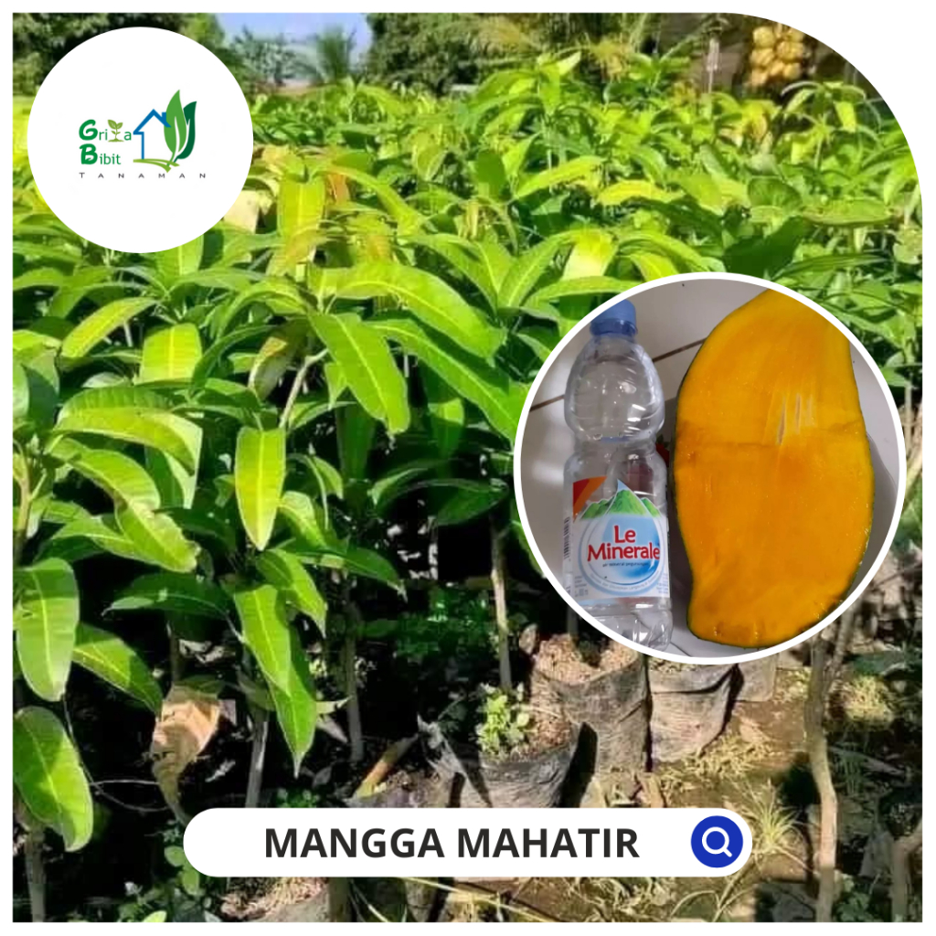 Jual BIBIT BUAH MANGGA MAHATIR - BIBIT MANGGA MAHATIR Griya Bibit ...