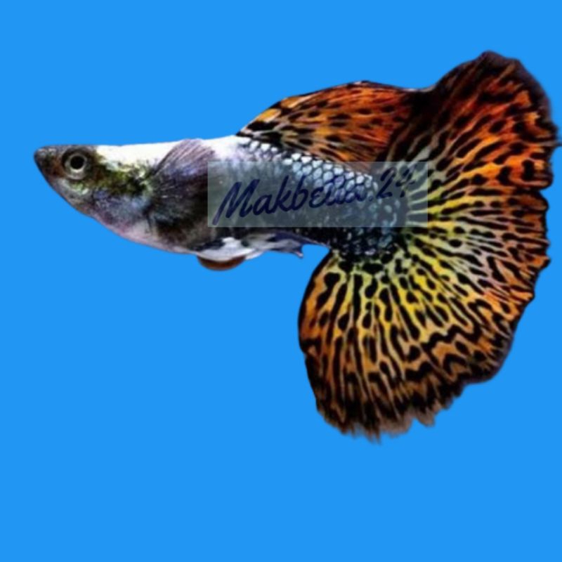 Jual packing styrofoam ikan guppy red dragon 5pasang | Shopee Indonesia