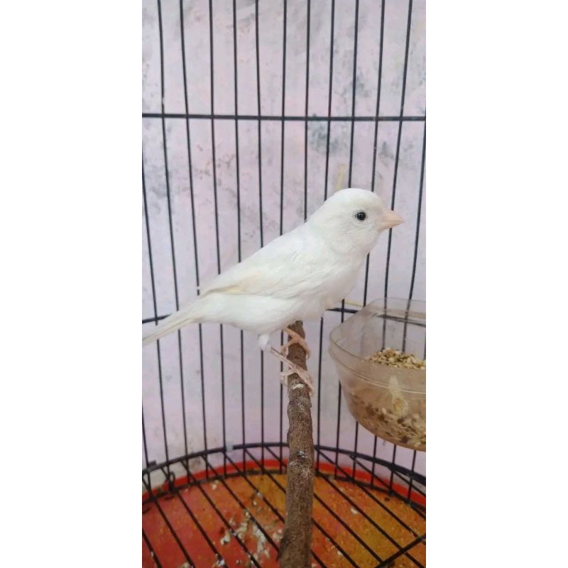 Jual kenari af gacoran | Shopee Indonesia