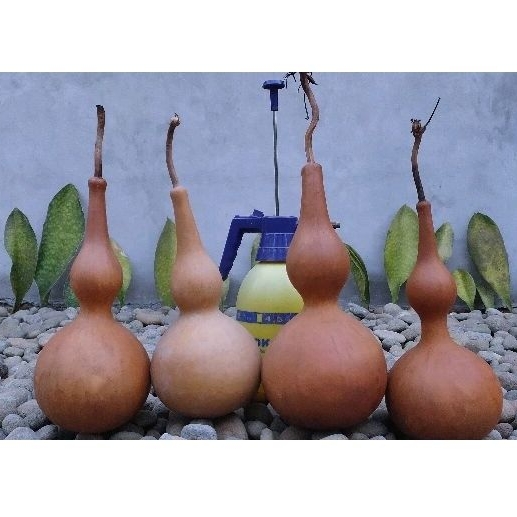 Jual LABU BOTOL KERING_BUAH UTUH | Shopee Indonesia