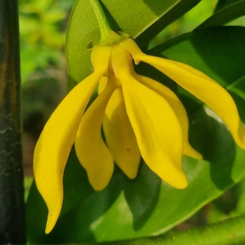 Jual Bibit tanaman bunga wangi kenanga dwipa/climbing ylang ylang ...