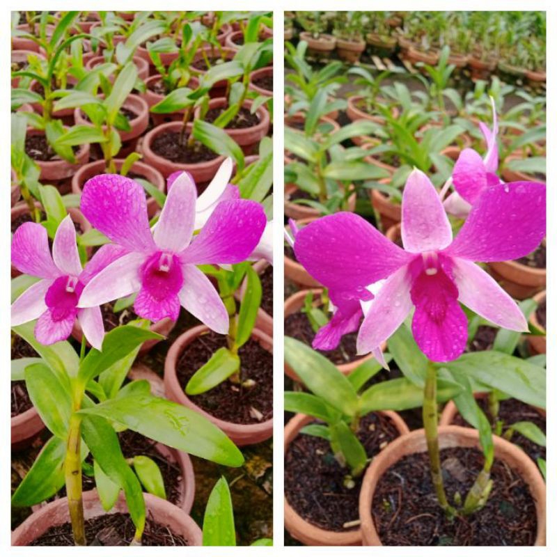 Jual Anggrek Dendrobium Caesar Siam | Shopee Indonesia