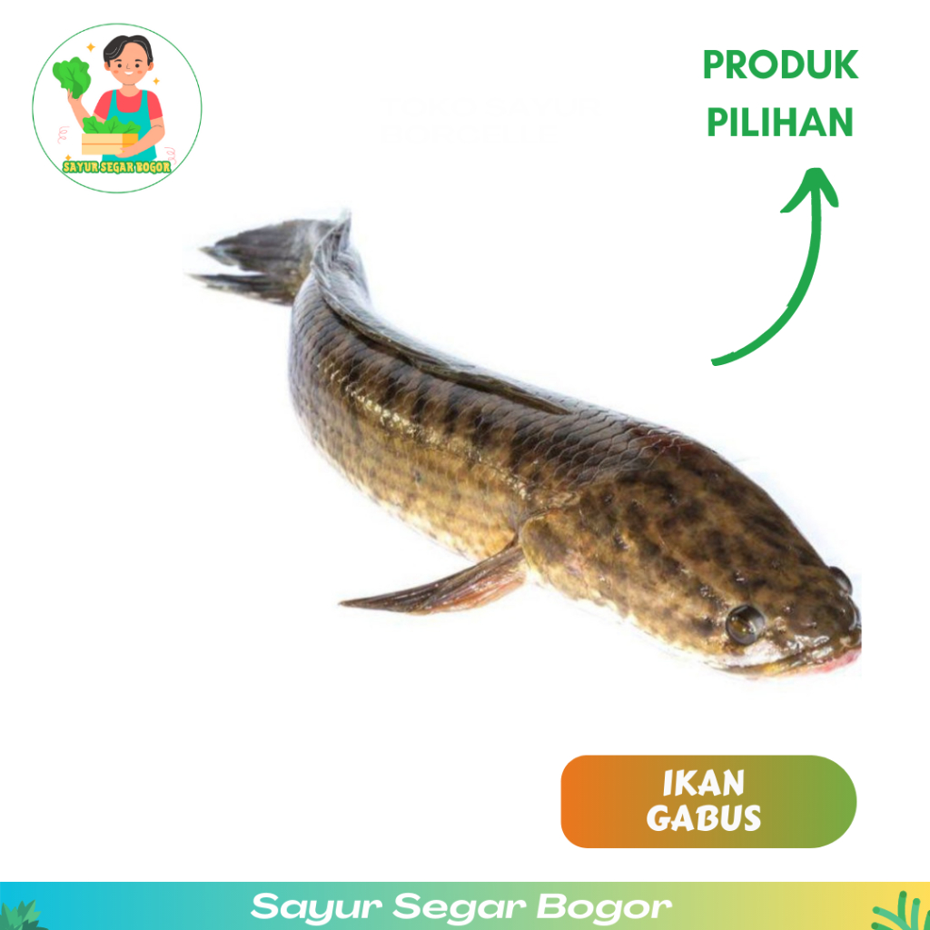 Jual Ikan Gabus 500gr Ikan Segar gabus segar | Shopee Indonesia