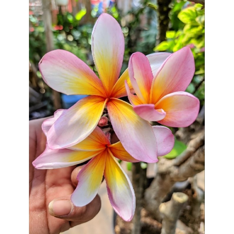 Jual Bibit stek plumeria alba /bunga kamboja 3 warna | Shopee Indonesia