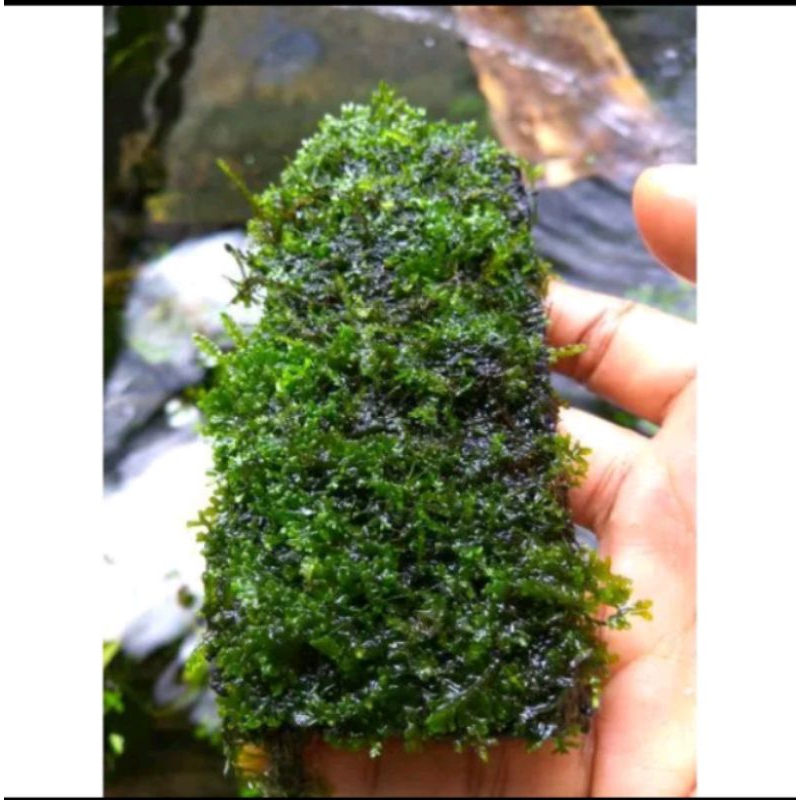 Jual mos ricardia mini | Shopee Indonesia