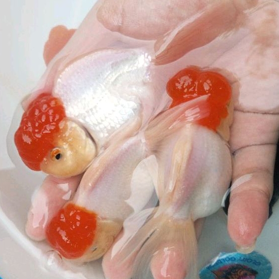 Jual Ikan Mas Koki Oranda Redcap Redcup Kepala Merah HIGH QUALITY ...