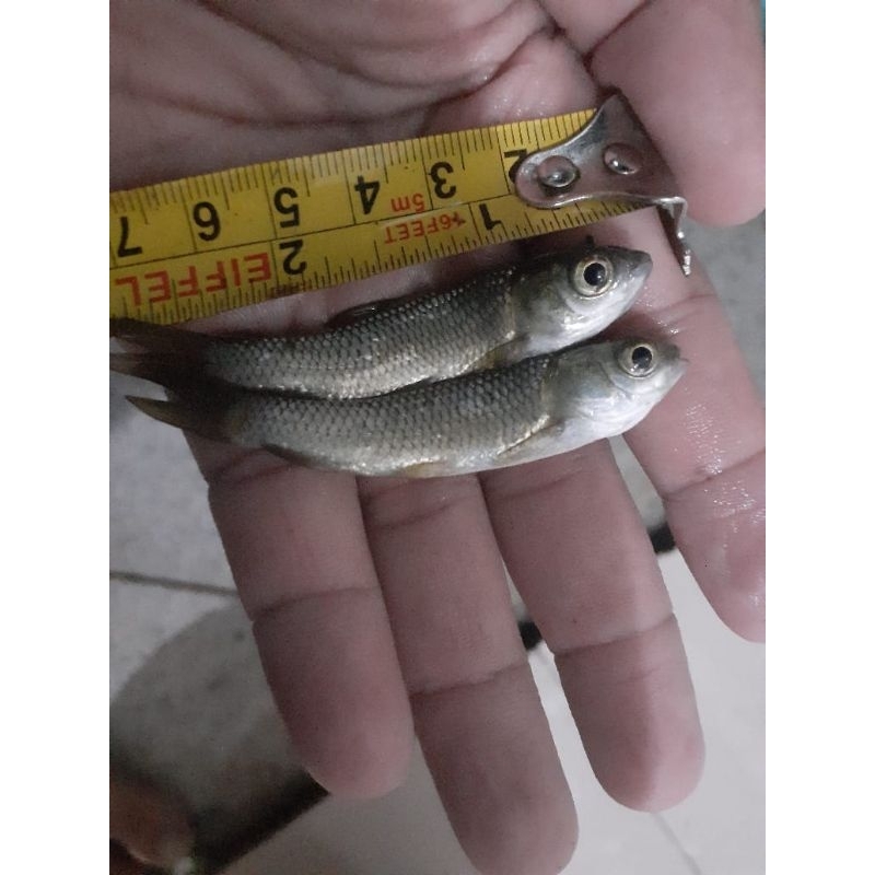 Jual Ikan Graskap Pemakan Rumput (6-8cm) | Shopee Indonesia