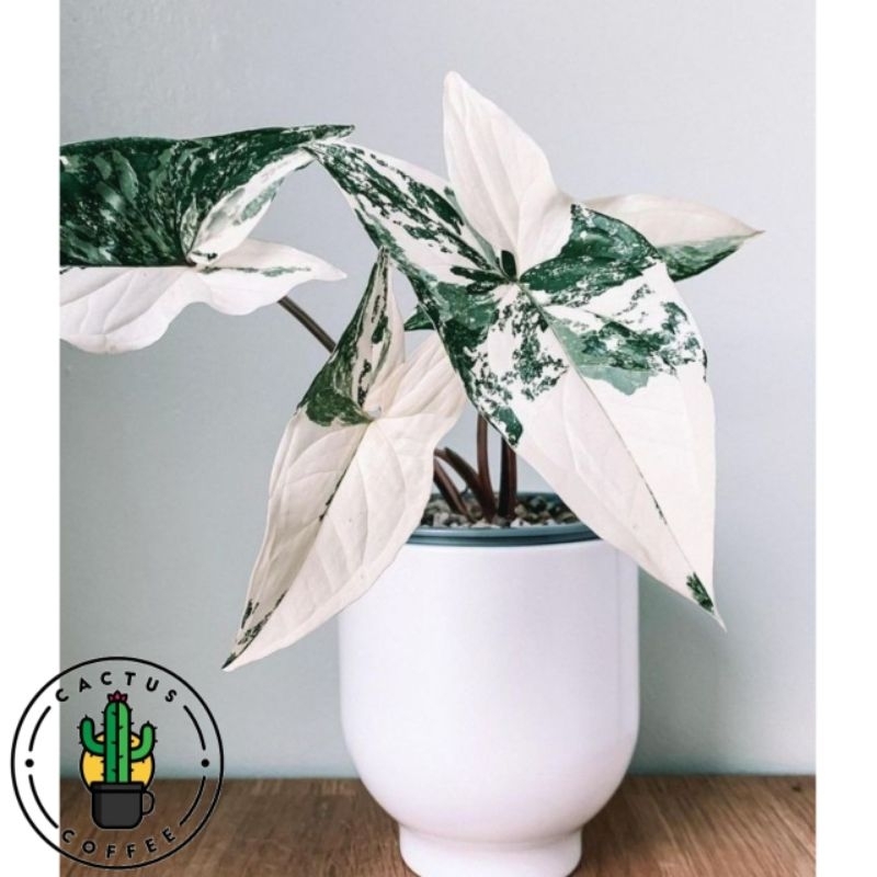 Jual Tanaman Hias Syngonium Albo Variegata 4-6 Daun / Bunga Hias Hidup ...