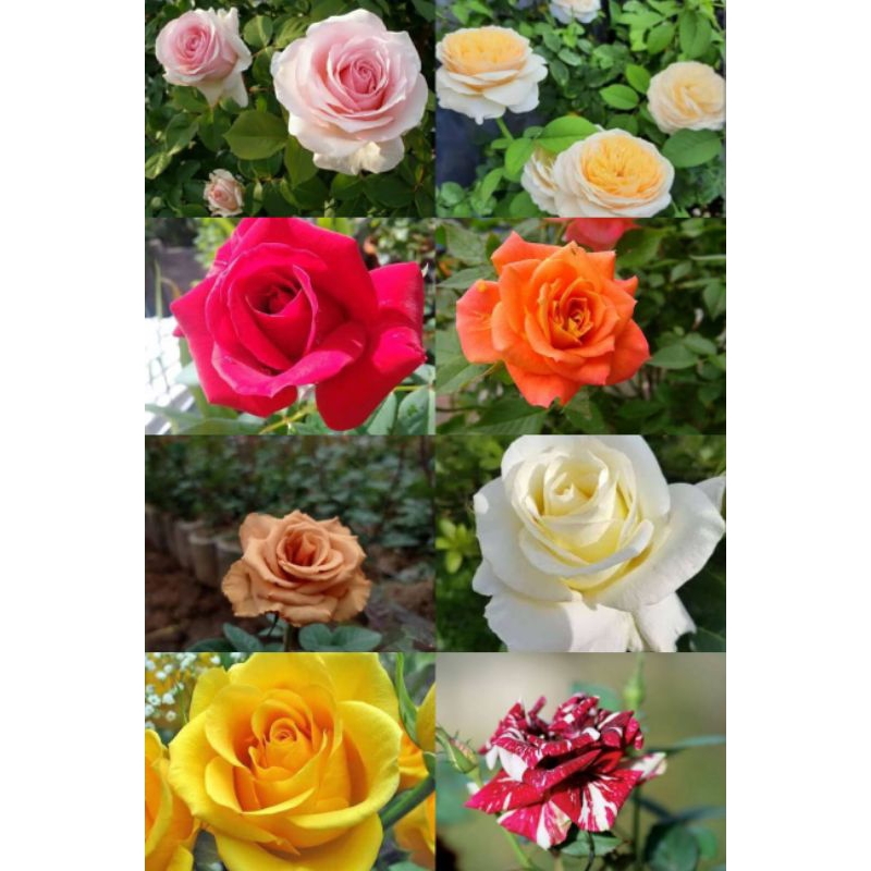 Jual PROMO Mawar Tanaman Hias Hidup bunga merah putih marun kuning ...