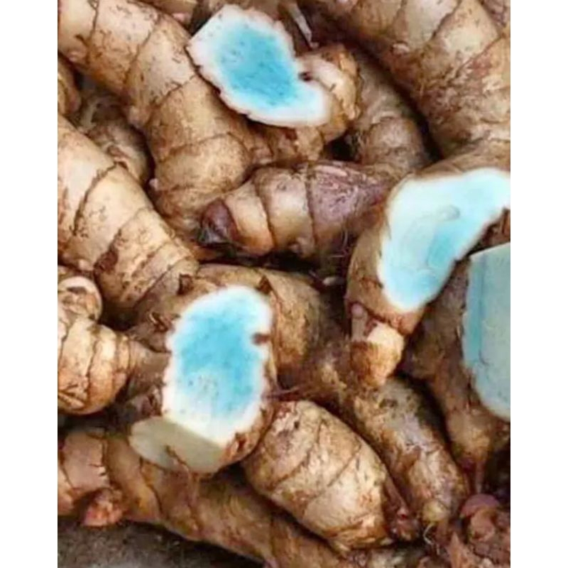 Jual temu hitam+kunyit hitam 1kg | Shopee Indonesia