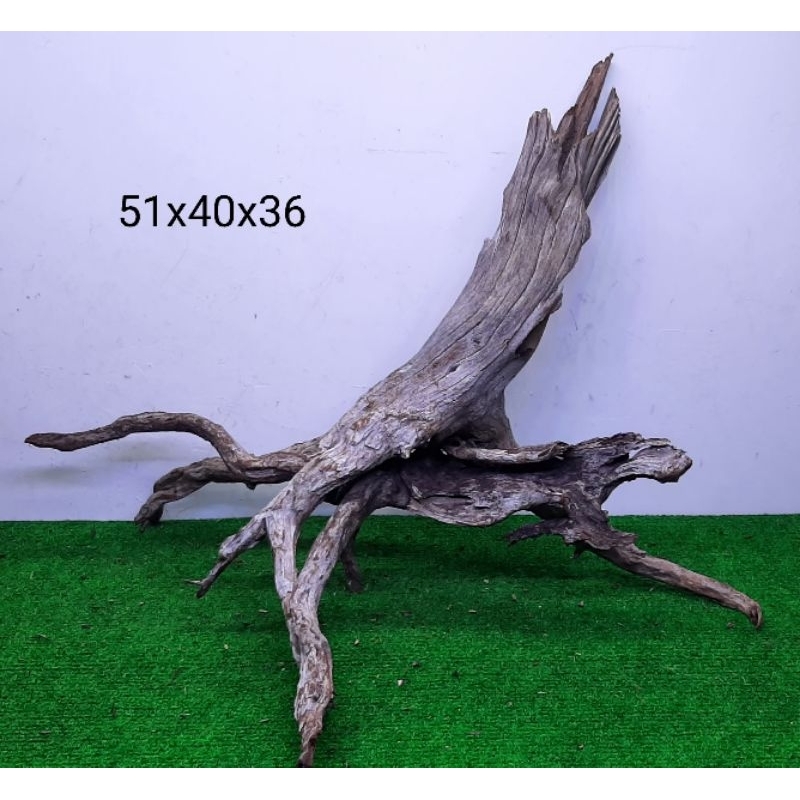Jual Kayu Santigi Laut - Kayu Tenggelam - Aquascape - Channa - 51x40x36 ...