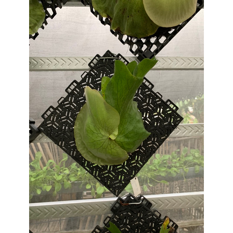 Jual platycerium atau simbar menjangan grande sulawesi, beserta papan ...