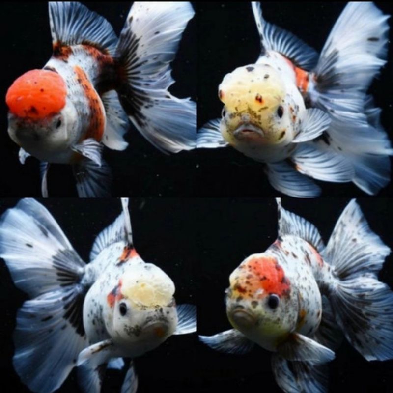 Jual paket 4e koki mix Oranda Calico Thailand | Shopee Indonesia