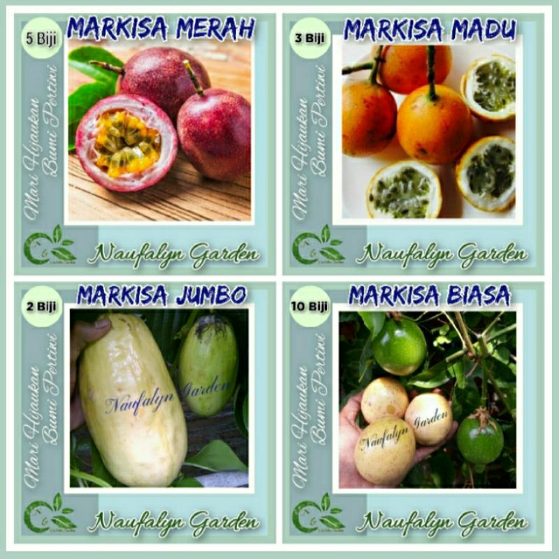 Jual Benih Biji Buah Markisa Aneka Jenis Markisa Merah Kuning Manis Jumbo | Shopee Indonesia