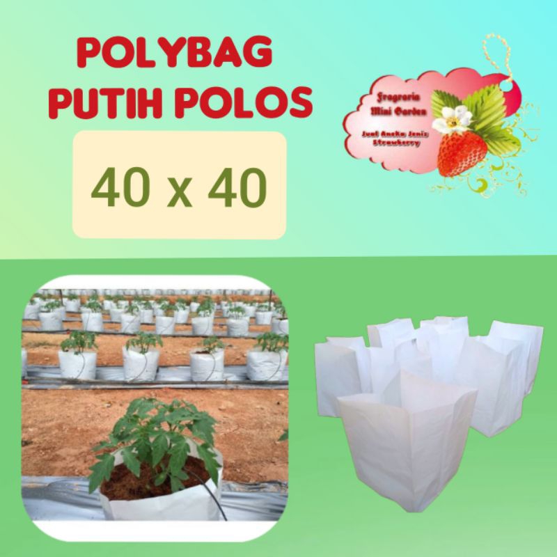 Jual polybag / polibek putih polos 40 x 40 | Shopee Indonesia