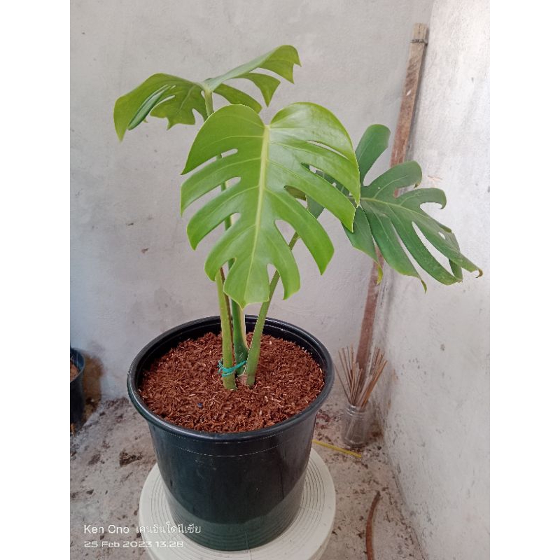 Jual Monstera | Shopee Indonesia