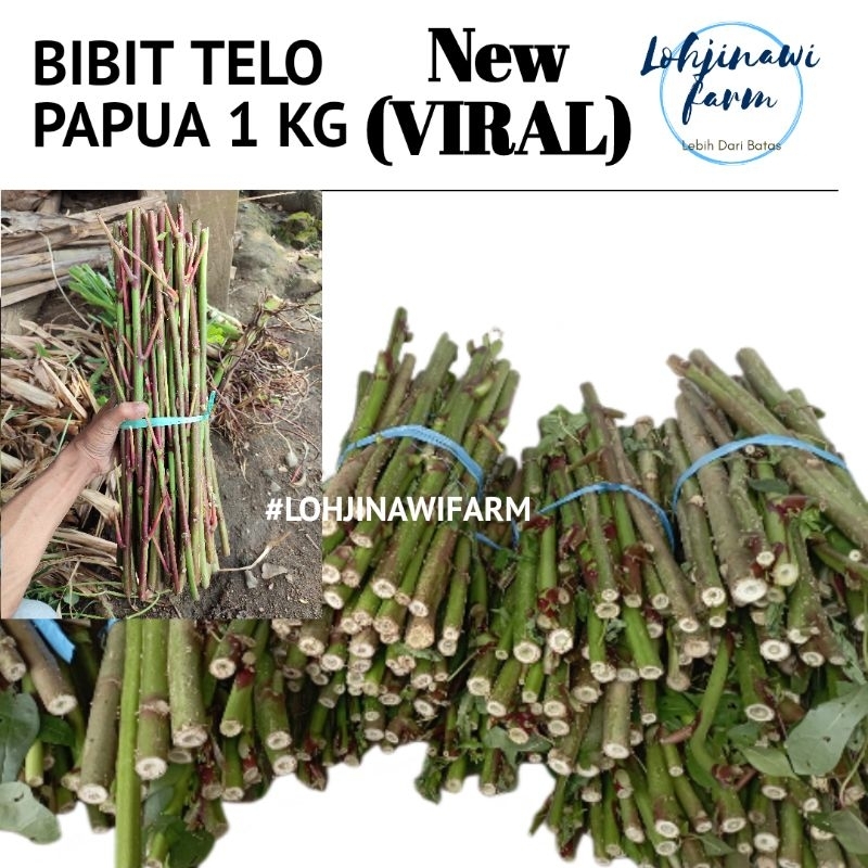 Jual Bibit Telo Papua VIRAL Pakan Ternak Super Nutrisinya (Per Ikat 1 ...