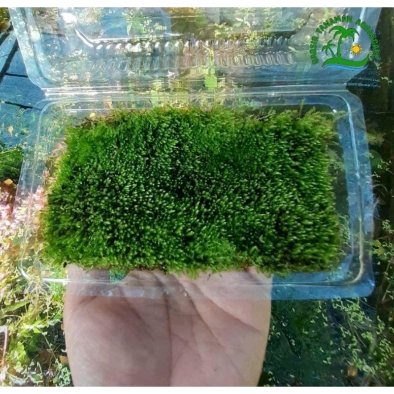 Jual star moss Moss darat paludarium terrarium aquascape | Shopee Indonesia