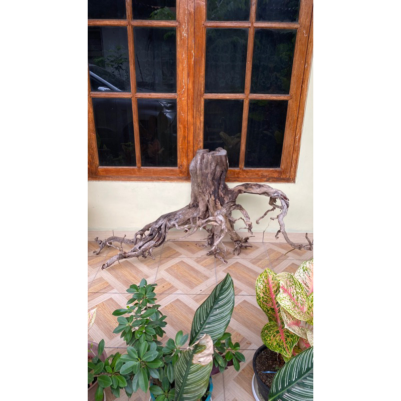 Jual kayu santigi kayu stigi kayutenggelam aquacape snakehead | Shopee ...